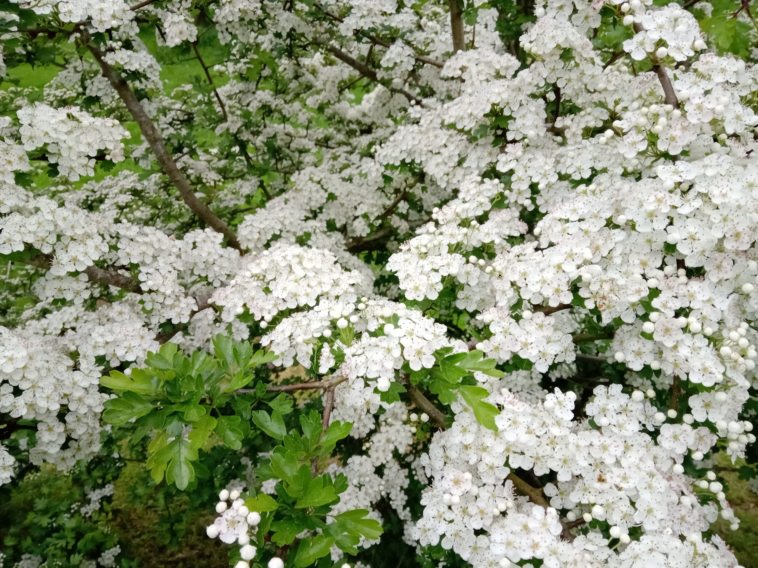 Hedgerows - Dorset CPRE